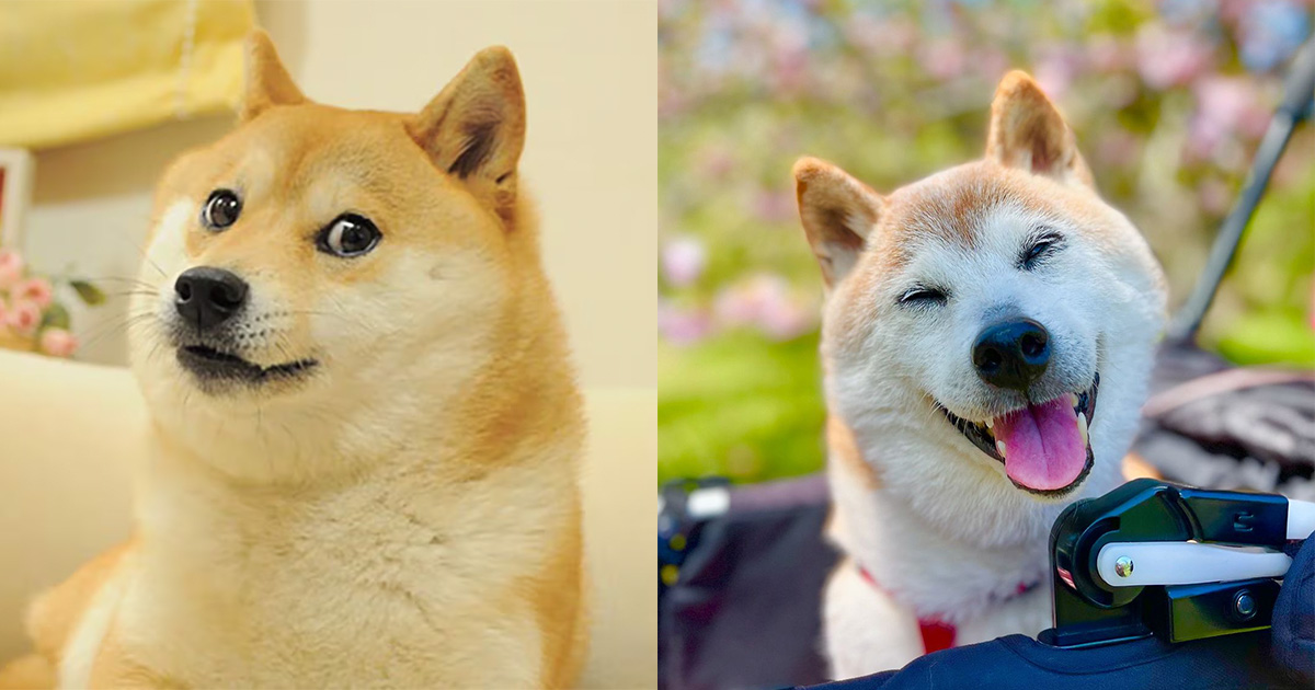 Kabosu, the Shiba Inu who inspired the 'doge' meme, passes away ...