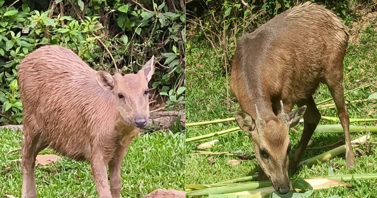 Rare Philippine deer reappears in Marinduque • PhilSTAR Life