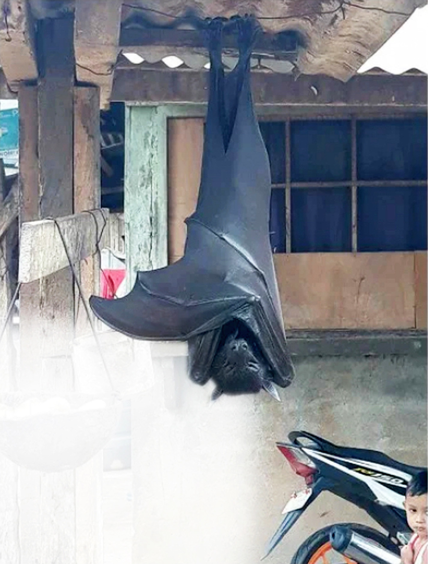 Bat's Entertainment • PhilSTAR Life