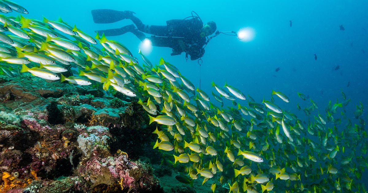 The Philippines gets back-to-back win as Asia's best dive destination ...