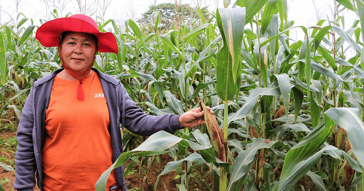 Isabela corn farmer enjoys bountiful harvest with LANDBANK aid ...