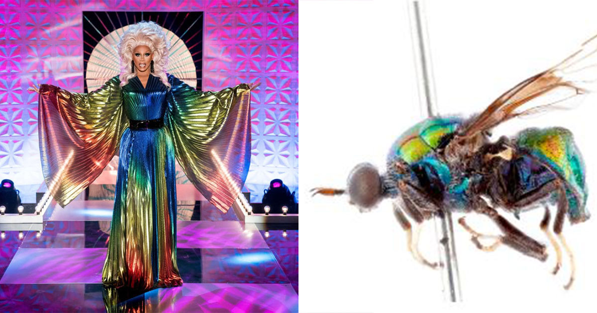 This rainbow-colored Australian fly species has been named after RuPaul ...