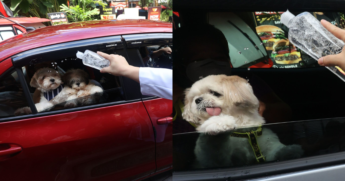 LOOK: Adorable fur babies spotted at drive-thru pet blessing event ...