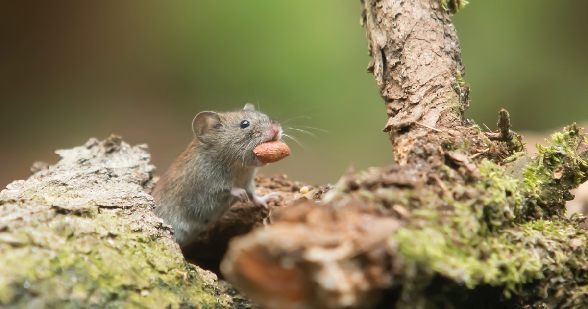 'Revolutionary': Scientists create mice with two fathers • PhilSTAR Life