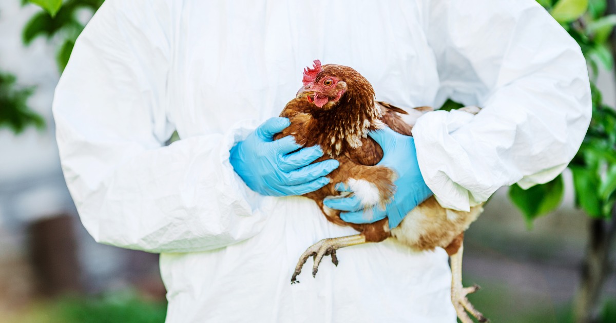 Bird flu detected in Antarctica region for first time • PhilSTAR Life