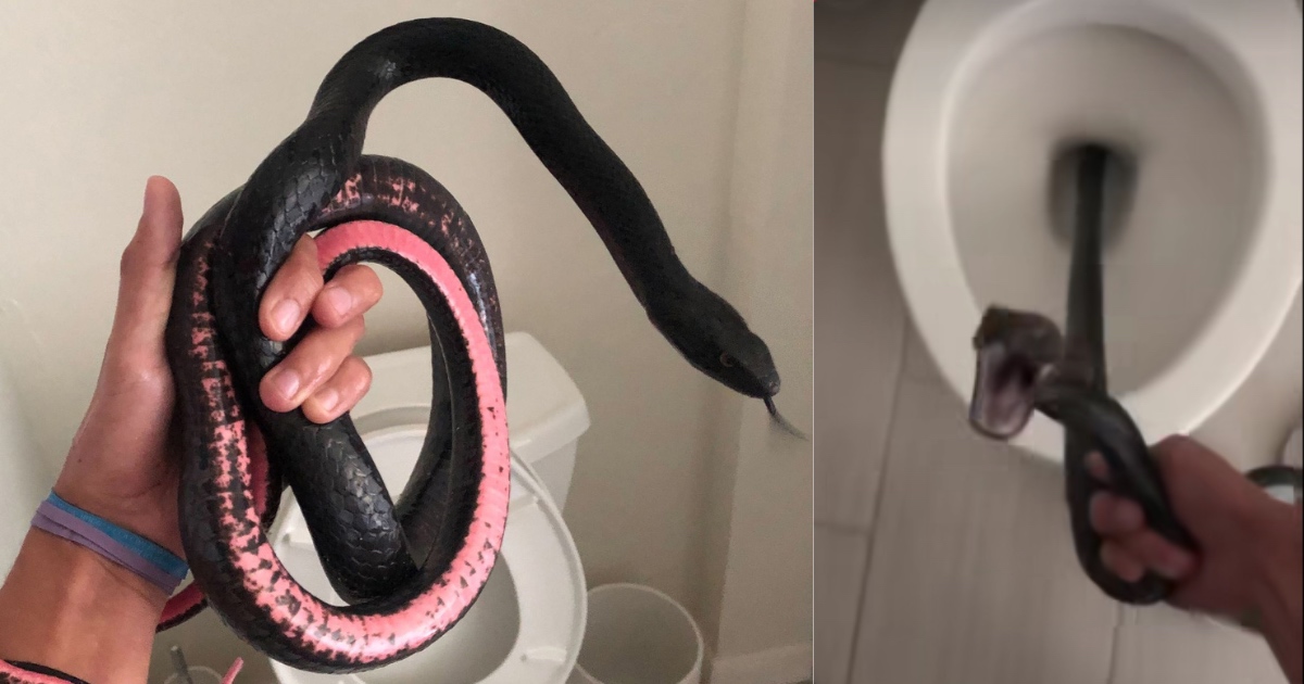 New fear unlocked: Woman finds hissing snake in her toilet • PhilSTAR Life