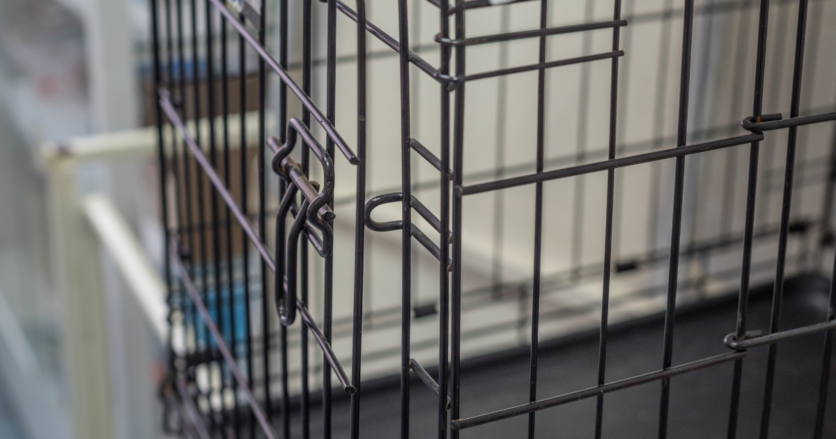 Parents arrested after locking child in dog cage, feeding her dog food ...