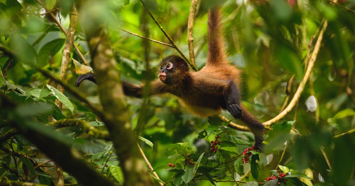 Man arrested in France over theft of endangered monkeys • PhilSTAR Life