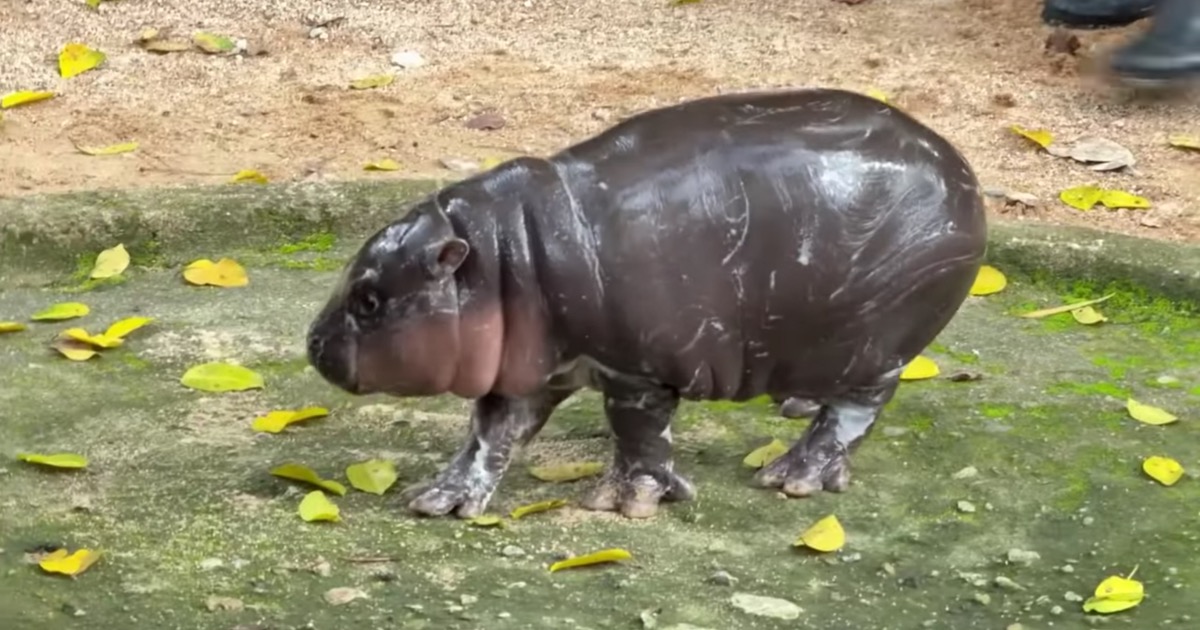 TRENDING: Meet Moo Deng, the baby hippo making the rounds online for ...
