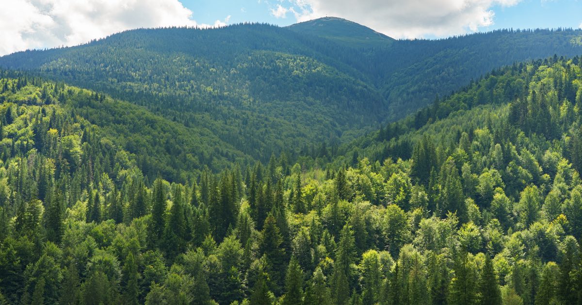 Just looking at images of nature can relieve pain, study finds ...