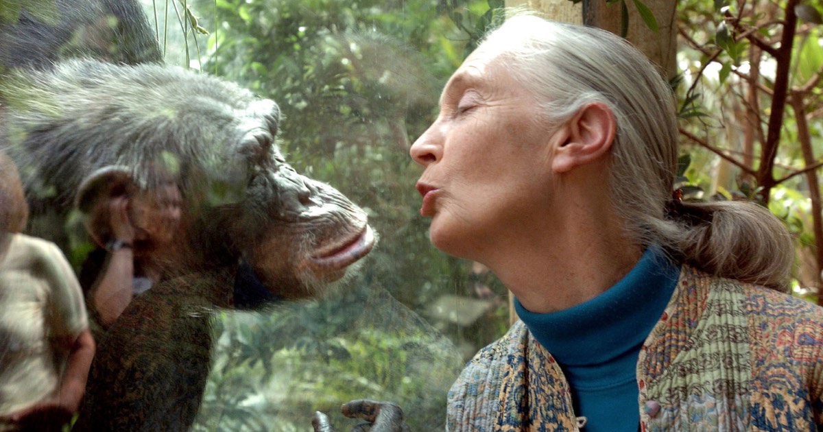 World-renowned chimpanzee expert Jane Goodall dies at 91 • PhilSTAR Life