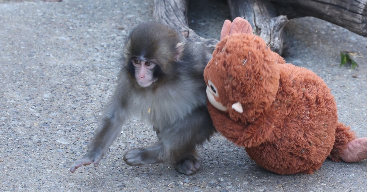 Rights group slams treatment of viral Japanese monkey Punch • PhilSTAR Life
