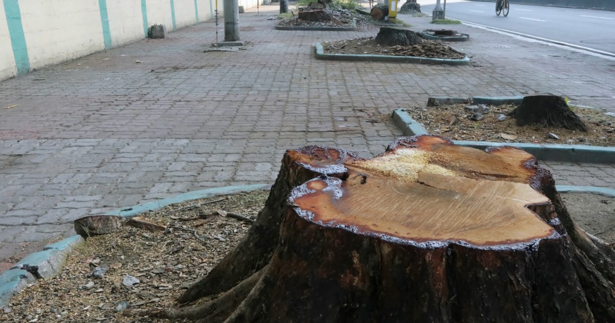 What you need to know about DENR's recent tree-cutting activities ...