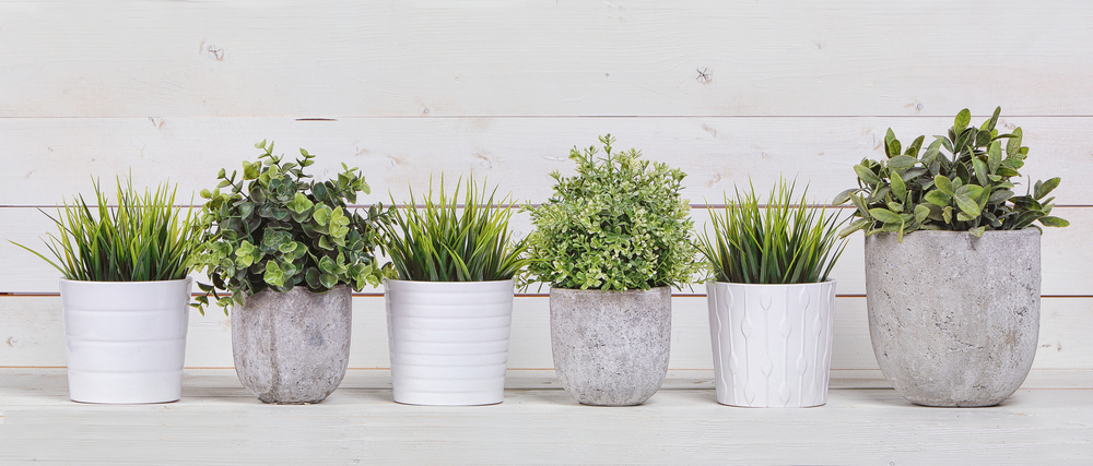 So you want to be a plantito/plantita in 2021? Here’s how • PhilSTAR Life