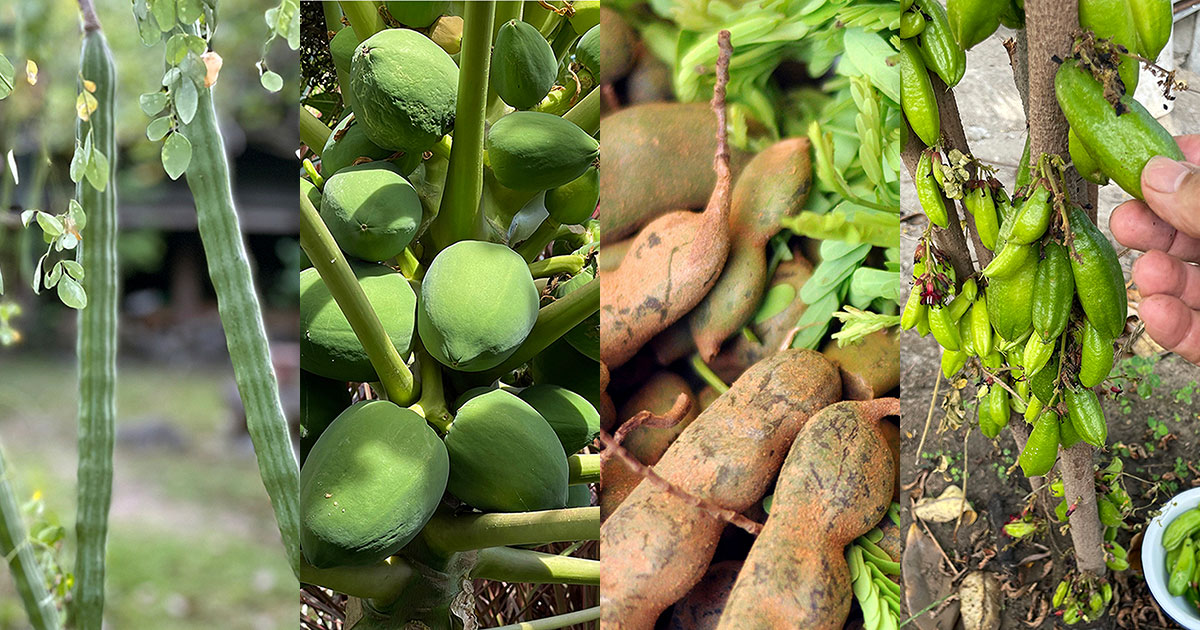 More tales from our ‘Mula’ • PhilSTAR Life