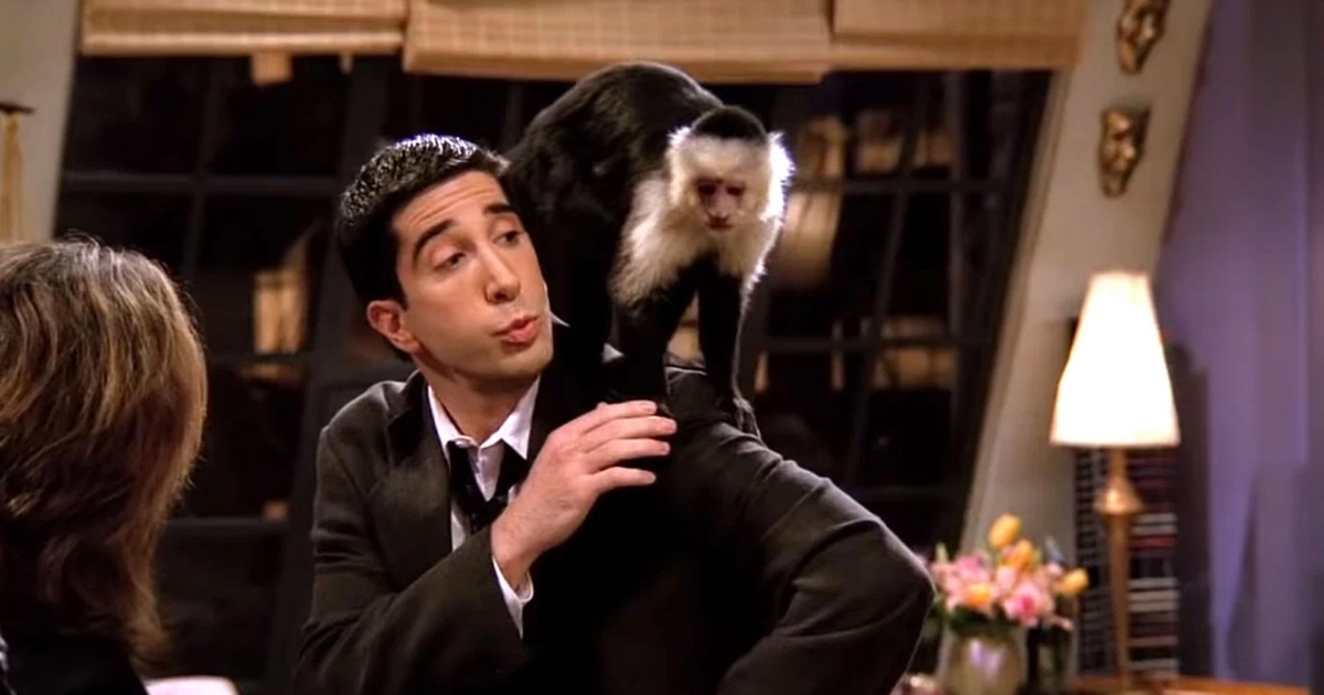 ‘Friends’ animal trainer slams David Schwimmer for complaining about ...
