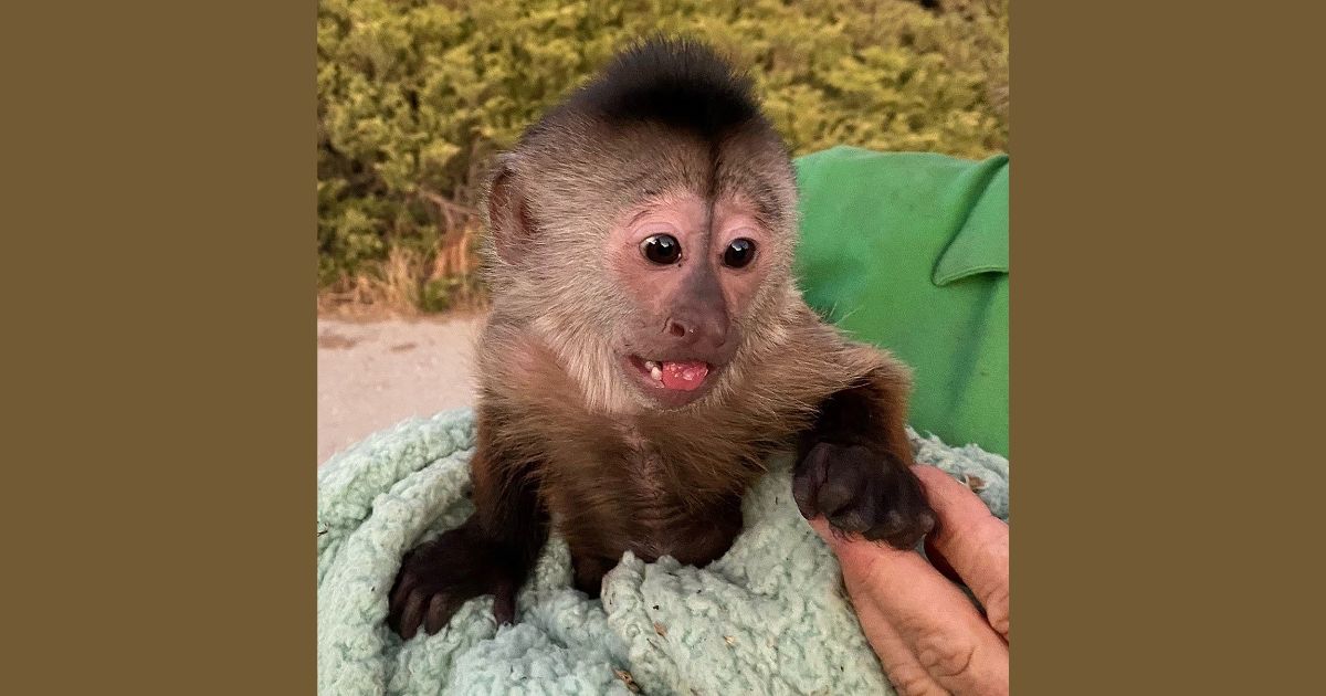 A primate suspect: US monkey dials 911 • PhilSTAR Life