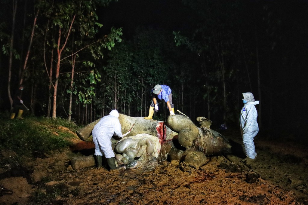 Critically endangered elephant, unborn baby suspected poisoned in ...