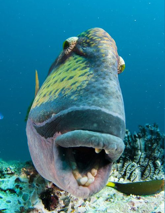 Dangerous sea creatures to avoid on your next sea adventure • PhilSTAR Life