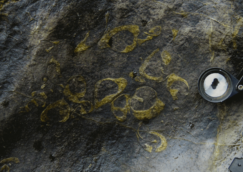 LOOK: Fossil gastropods likely to be PH's 'first and oldest' were found ...