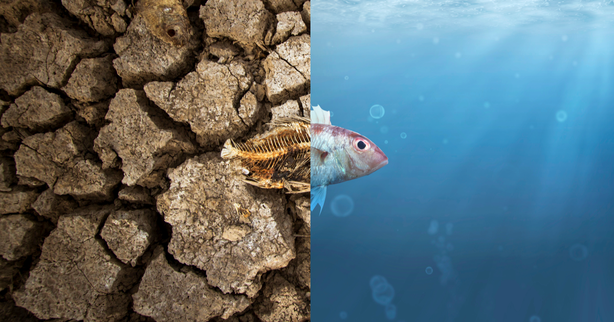 Mass marine life extinction by 2300 if global warming continues: study ...