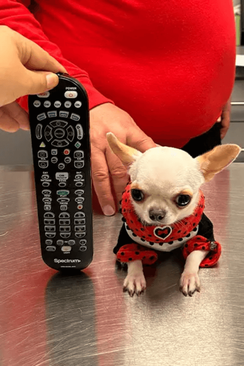So kyot, so smol: Meet Pearl, the world's shortest living dog ...