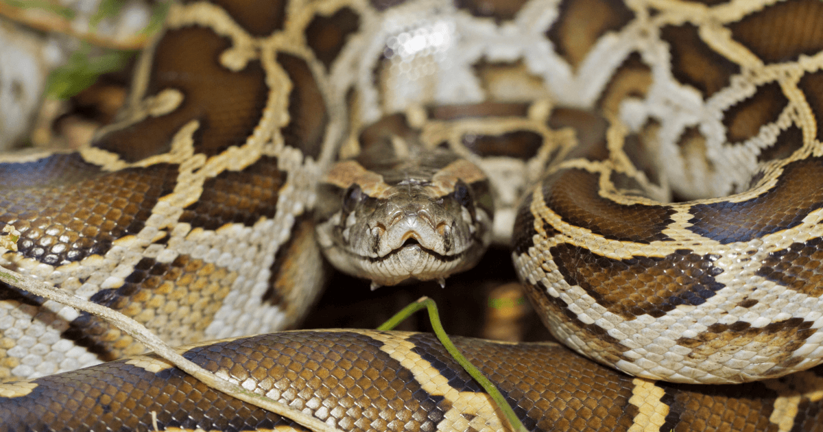 Python swallows Indonesian woman: reports • PhilSTAR Life