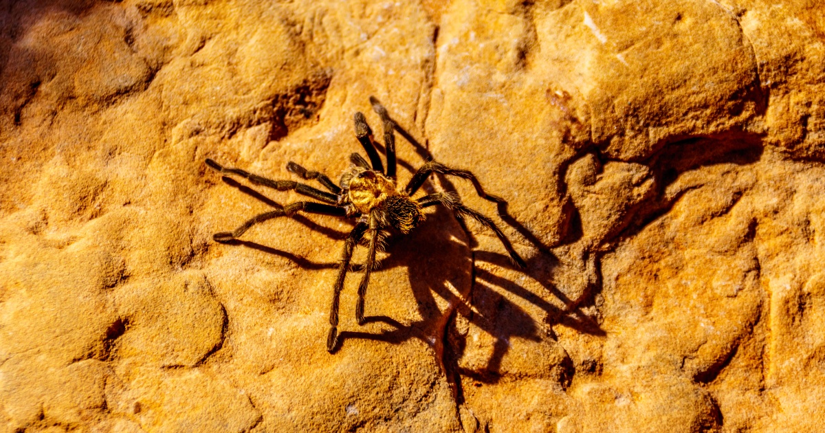 Utah man causes wildfire after attempting to burn spider • PhilSTAR Life