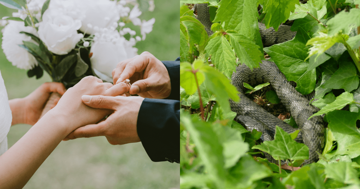 Of animal cruelty and unprofessionalism: Wedding videographer doesn't ...