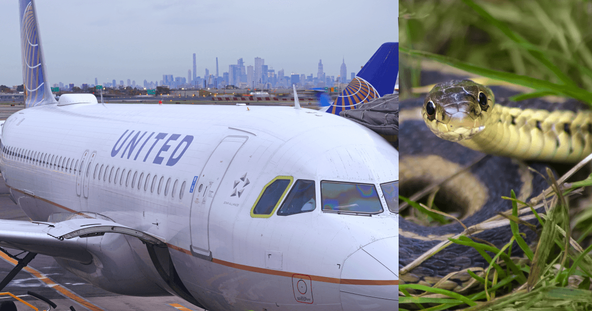 Snake on a Plane: Unwanted passenger slithers into Florida to New ...