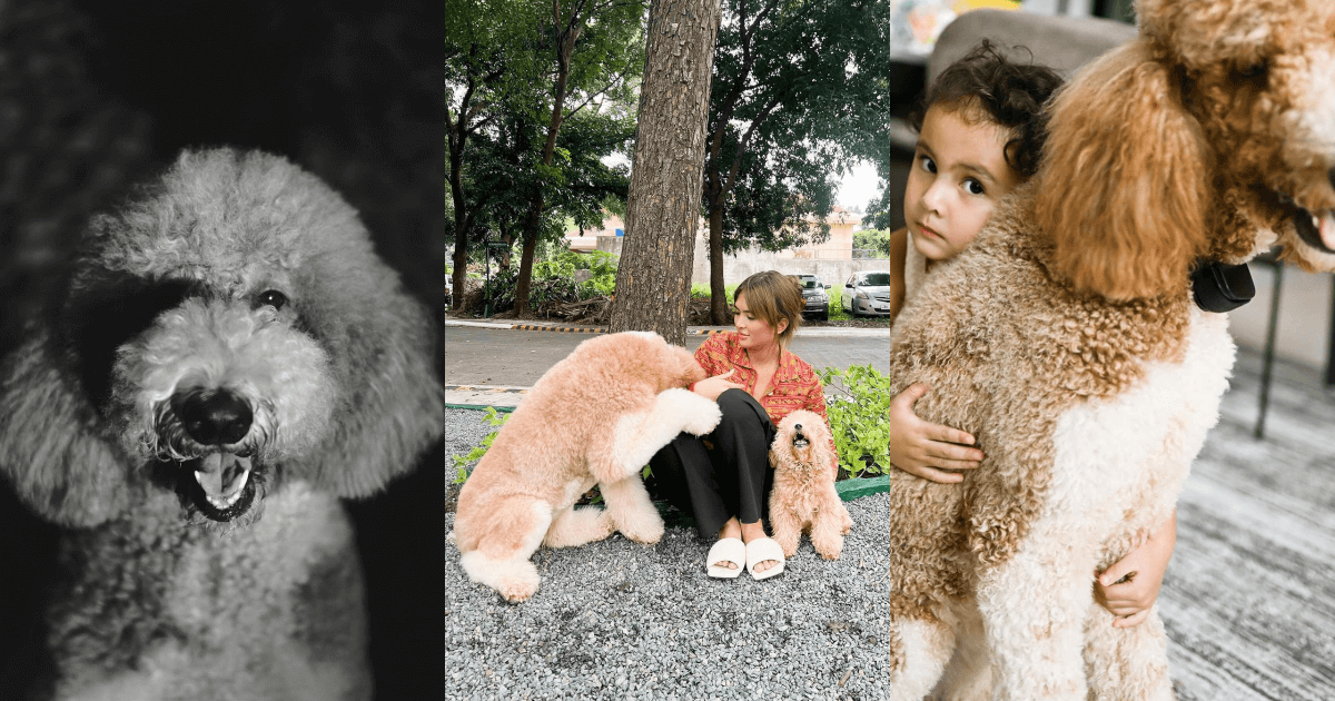 Sofia Andres mourns dog's death: 'There is no better source of comfort ...