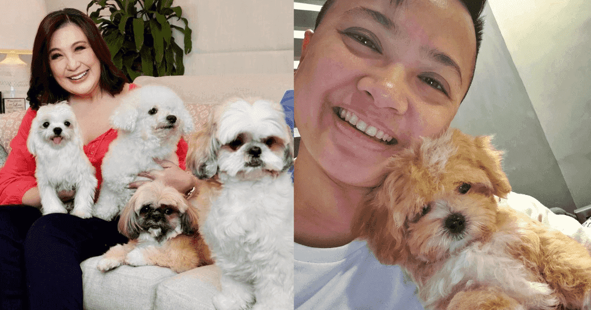 LIST: Local celebrities who brought home adorable tiny dogs that are ...