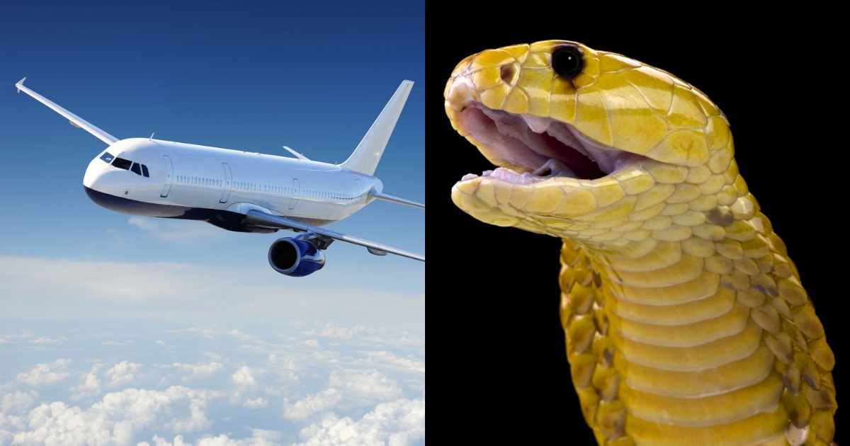South African pilot makes emergency landing after discovering cobra ...