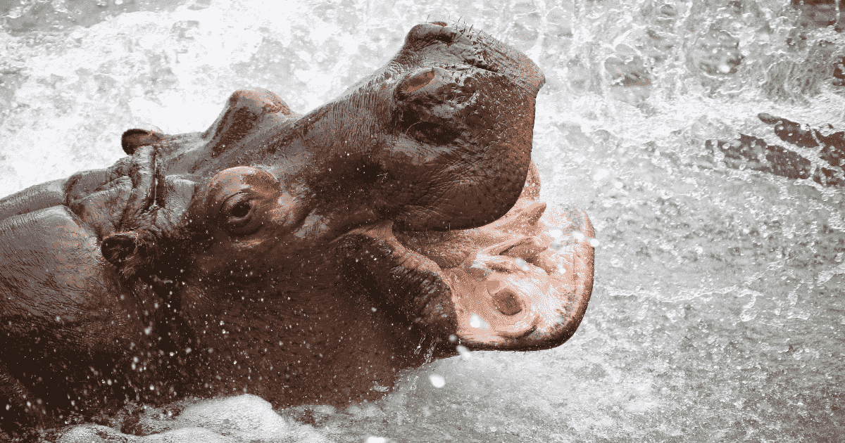 2-year-old boy survives after 'half his body' swallowed by hippo ...