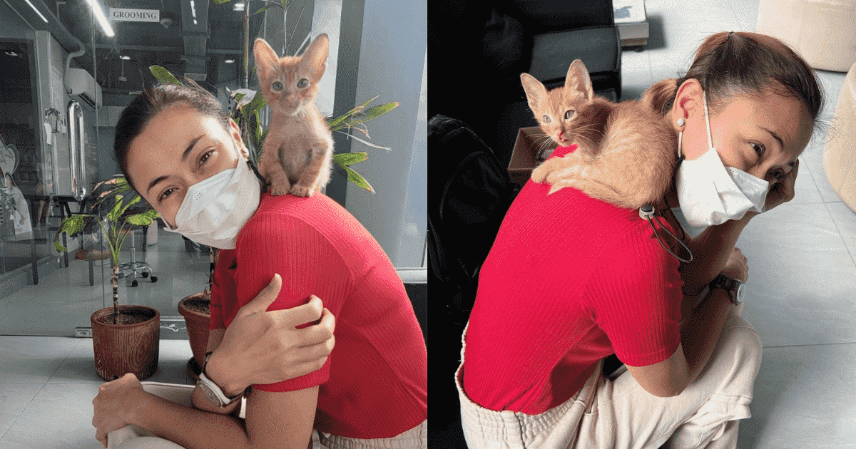 Jodi Sta. Maria earns praises for adopting stray cat she found at ...