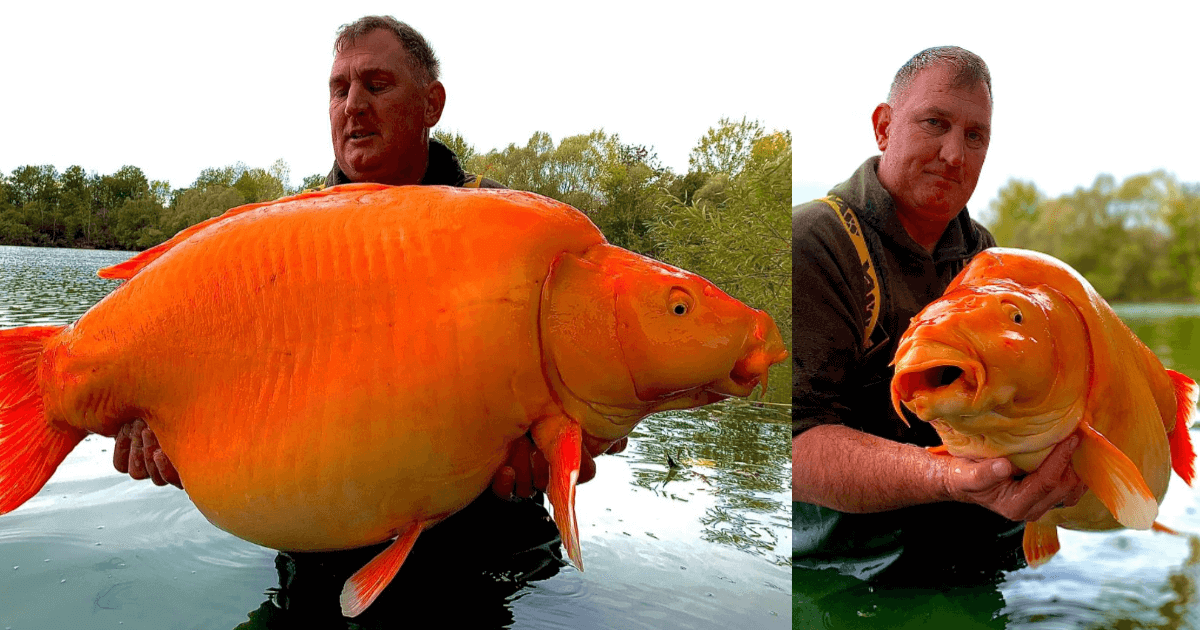 Fisherman catches one of the world's biggest goldfish • PhilSTAR Life