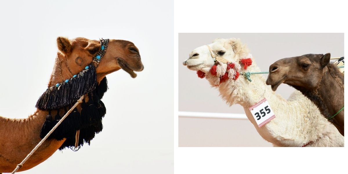Dozens of camels disqualified from beauty pageant over Botox • PhilSTAR ...