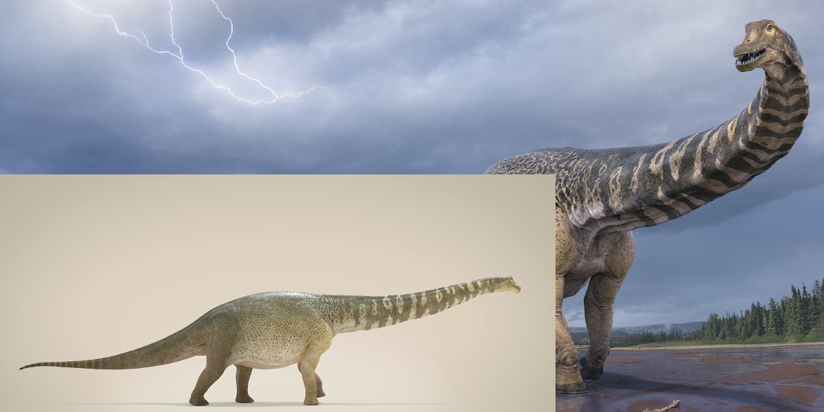 Meet Cooper: Australia's largest dinosaur confirmed to be as long as a ...