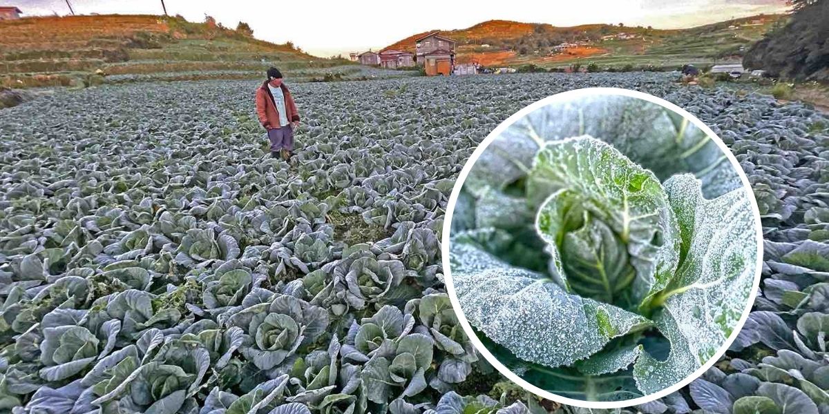 LOOK: Frost hits cabbage patch in Atok, Benguet as temperature drops to ...