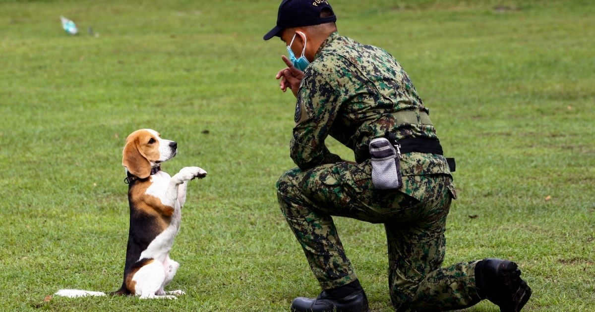 LOOK: A cute beagle from the PNP’s explosive disposal K9 unit shows off ...