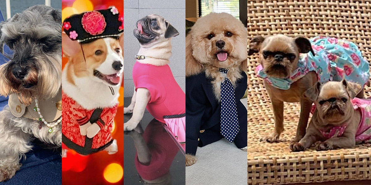 My be(a)st-dressed dog list • PhilSTAR Life