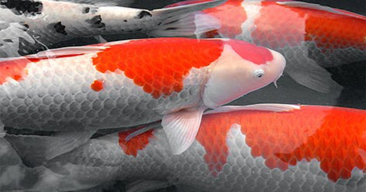 The P100 million fish and tales from the Koi fishbowl • PhilSTAR Life