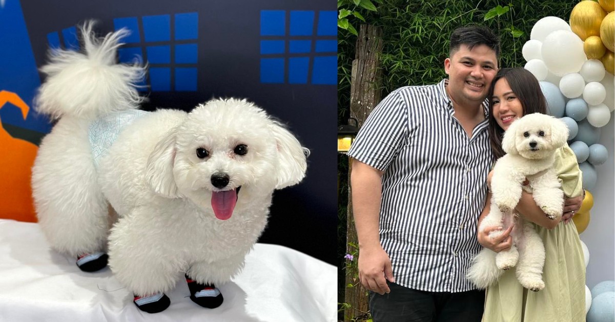 Dog owners offer P50K reward for missing Bichon Frise: 'Just bring back ...