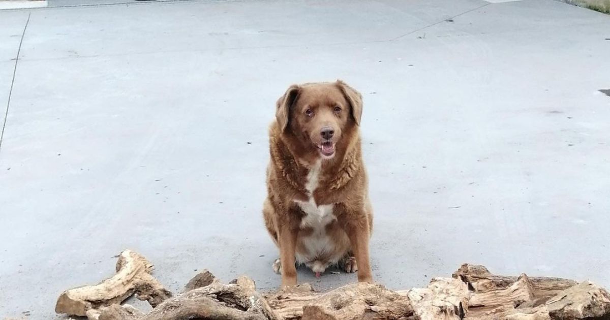 Bobi, Guinness World Records' 'Oldest dog,' loses title amid ...