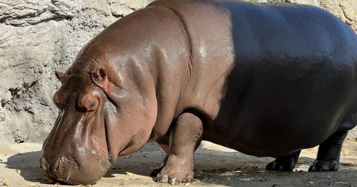 Male hippopotamus in Japan zoo turns out to be a female after DNA test ...