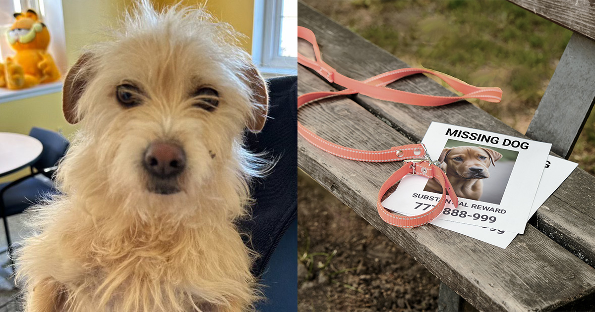 Missing dog found 2,000 miles from home • PhilSTAR Life