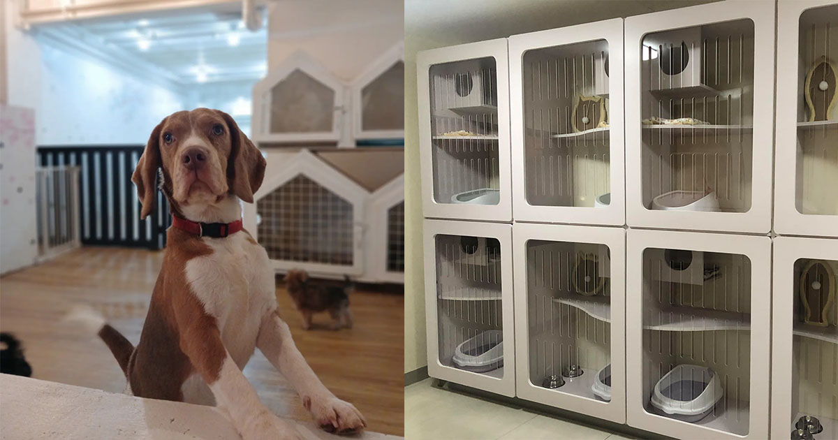 LIST: Pet hotels and boarding houses to consider for your fur babies ...