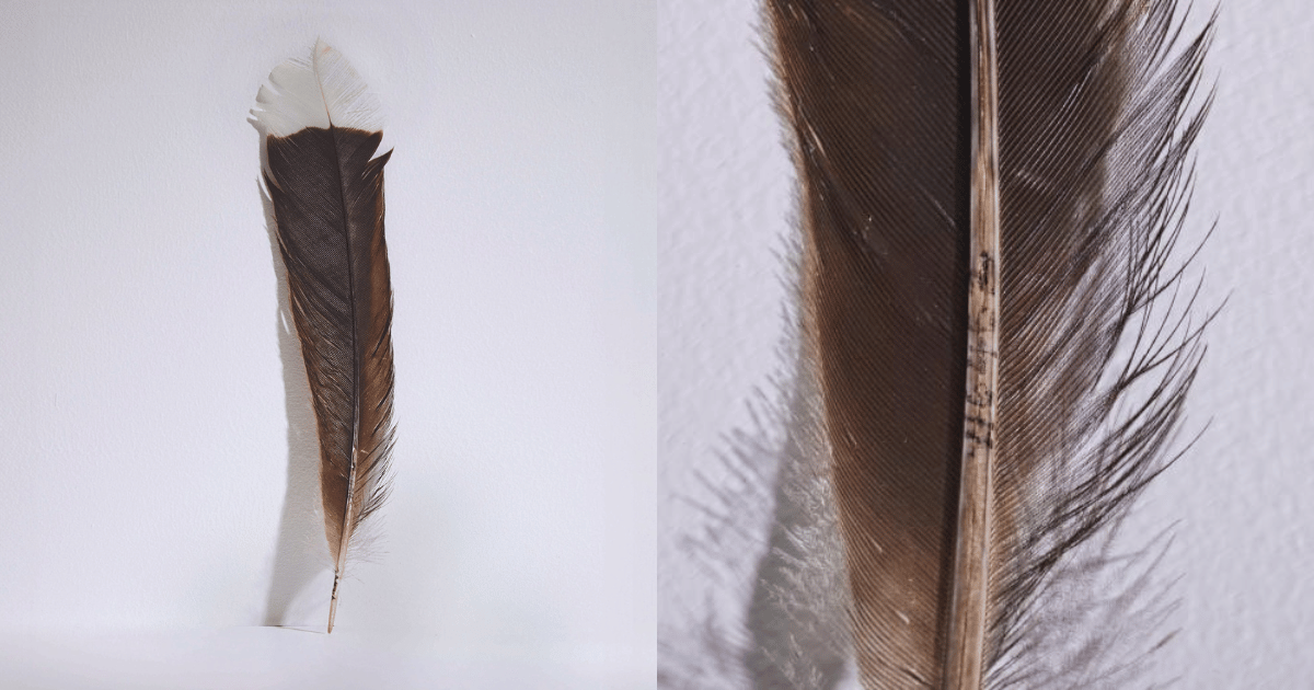 World's most expensive feather sells for P1.6 million at New Zealand ...