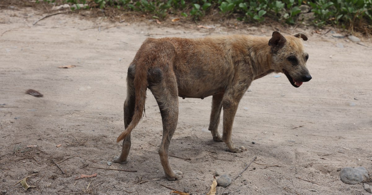 Lawmakers urge 'population control' for stray animals to prevent health ...