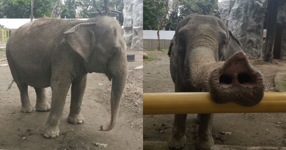 Manila Zoo's beloved Asian elephant Mali has died • PhilSTAR Life